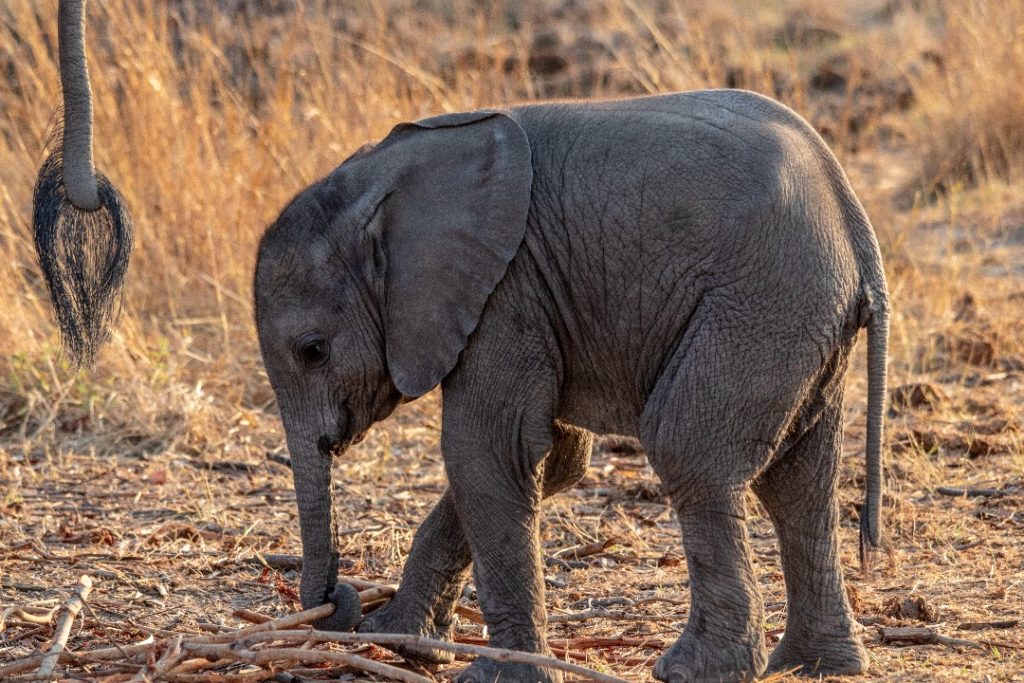 Zambian Orphaned Elephant Makes History | The Badger